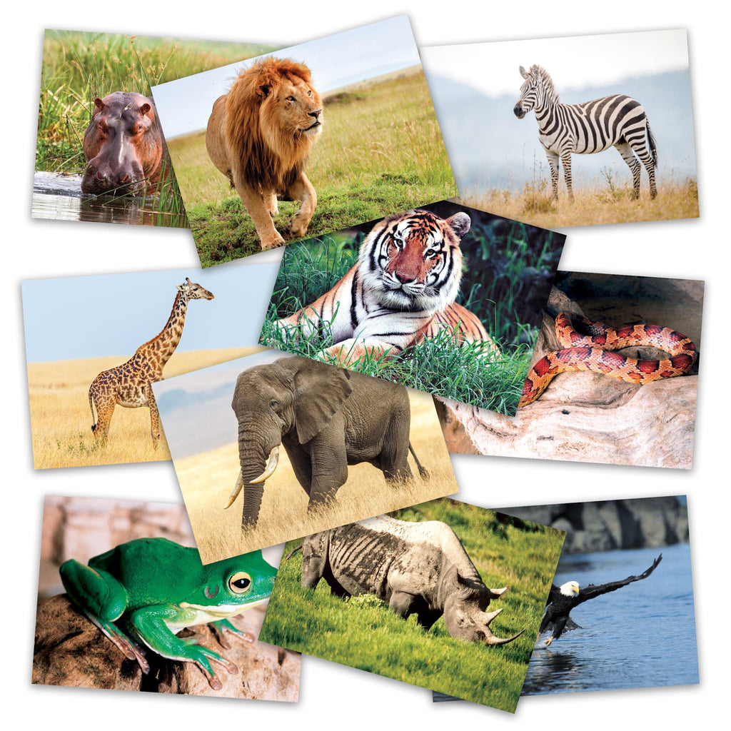 Wild Animals Poster Set – Stages Learning Materials
