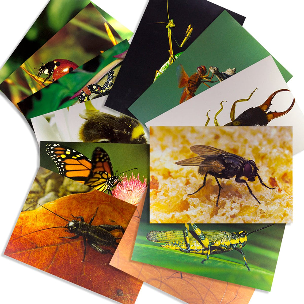 Animals and Insects Posters Mega Set – Stages Learning Materials