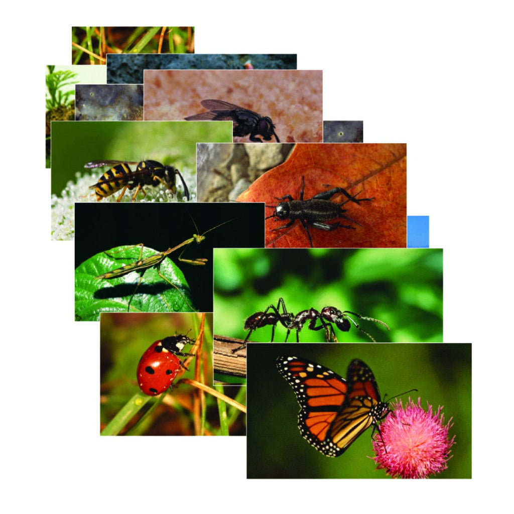 Insects & Bugs Poster Set for Class Decor & Circle Time – Stages ...