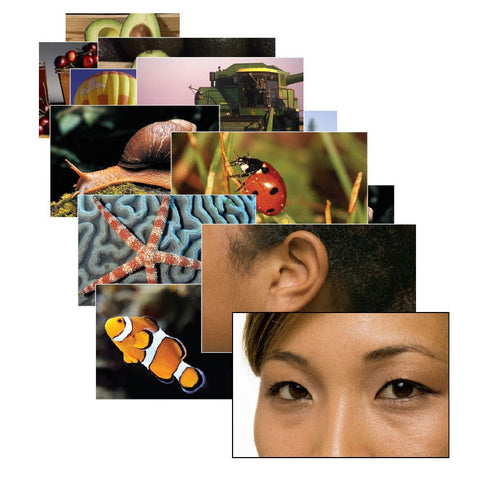 Language Builder: Picture Nouns 2 – Stages Learning Materials